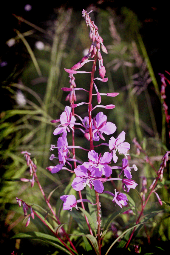 Grow Wild My Child: Fireweed Jelly