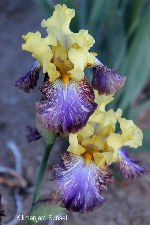 World of Irises: "Talking Irises" BROKEN COLOR IRISES WITH HYBRIDIZER ...