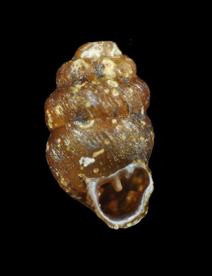 Variety of Life: Nesopupinae