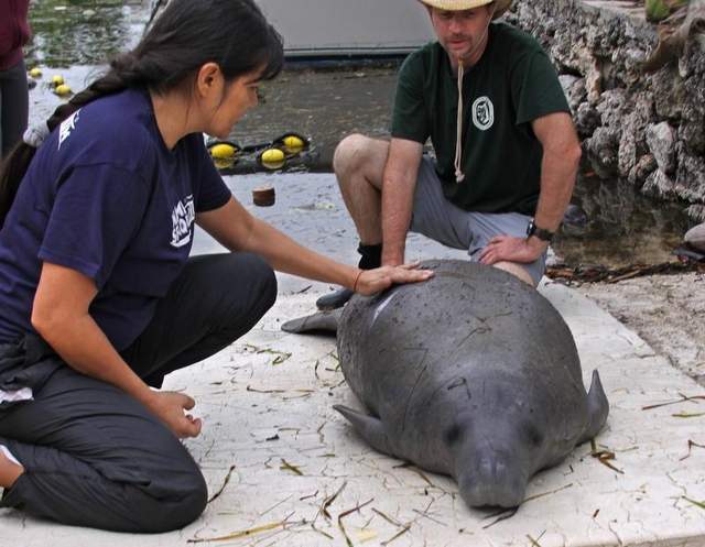 White Wolf : Manatee Calf 'Pilgrim' Rescued In Florida Keys After Boat ...