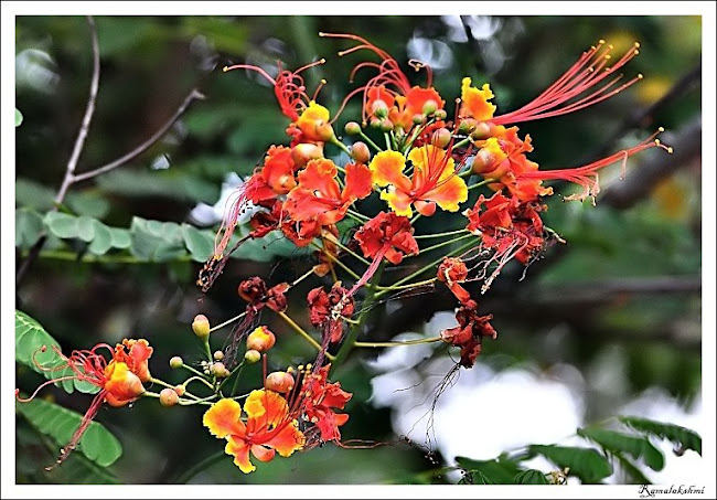 முத்துச்சரம்: பெங்களூர் ஹெப்பால் ஏரிக்கரை பூங்காவில்.. கொன்றையும் ...