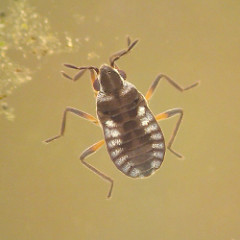 INSECTOS DE P.R. In Memoriam Dr Luis F Martorell y Dr Alain Liogier ,DR ...