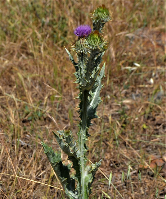 Plantas: Beleza e Diversidade: Acanto-bastardo (Onopordum acanthium ...