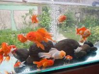 11 Important Tips In Fishing Ornamental Care | Steffany Mahesa Blog