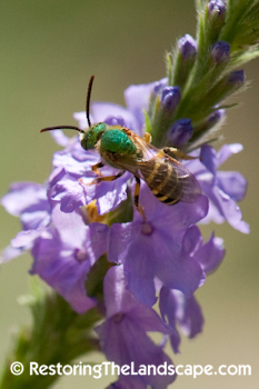 Restoring The Landscape With Native Plants: Native Bee Spotlight: Green ...