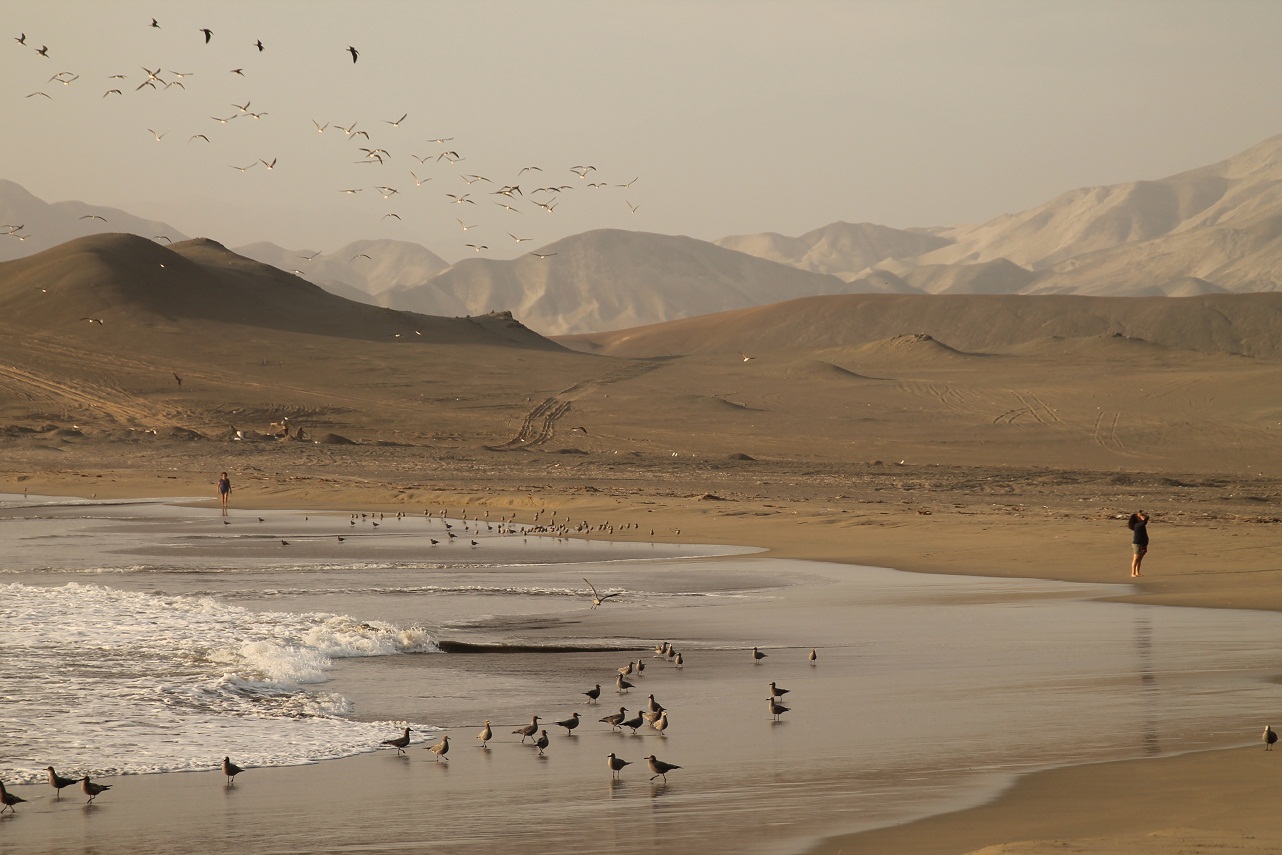 Tititrek excursiones, campamentos y exploraciones: PUNTA PATILLOS - HUARMEY
