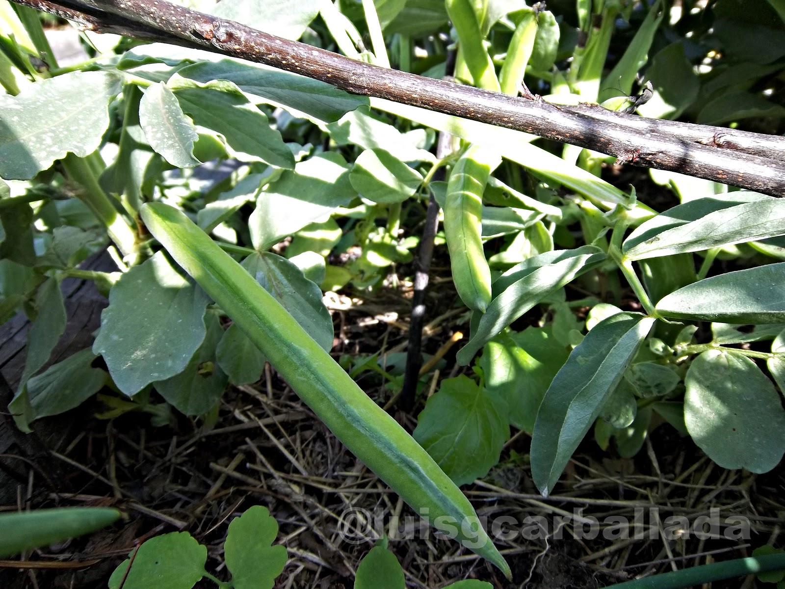 HABA DE MAYO. ( VICIA FABA).
