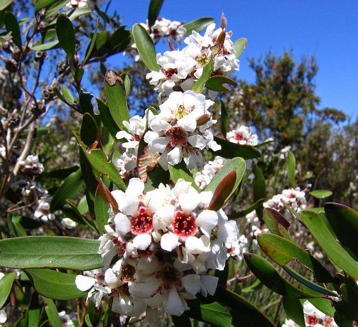 Esperance Wildflowers: Agonis baxteri