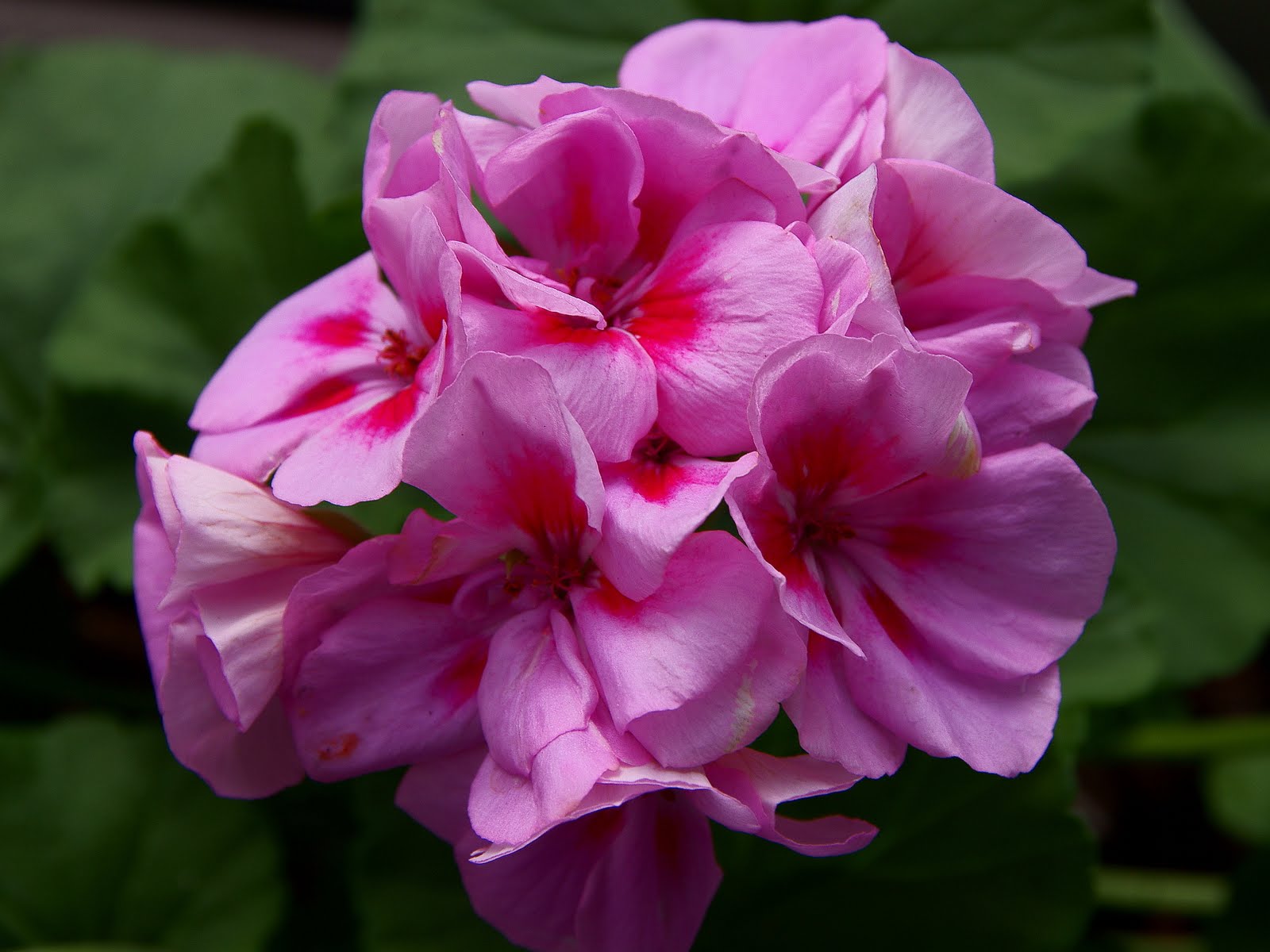 Imágenes de flores y plantas: Geranio