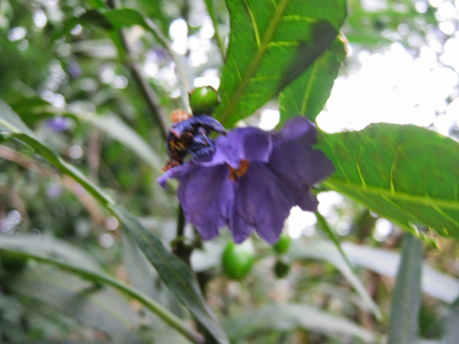 my walk with food and beautiful plants and flowers: Flower.NZ Poroporo ...