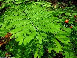 KEMBANG MERAK (Caesalpinia pulcherrima) | Eny Prasetyo