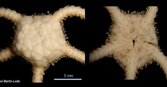 Rafael Microfauna Marina: Symbiosis: Hydrozoa (mutualist)