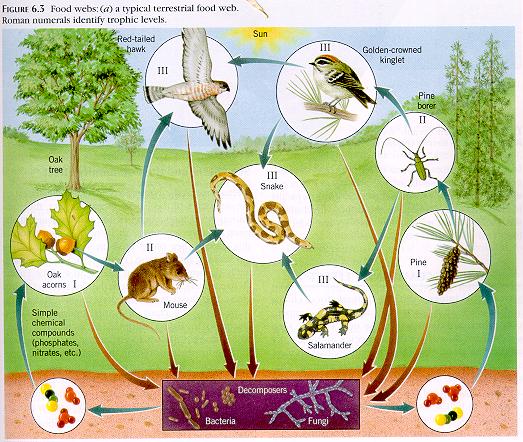 Worlds Biosphere!!!!!.: The trophic levels & the food chain.!!