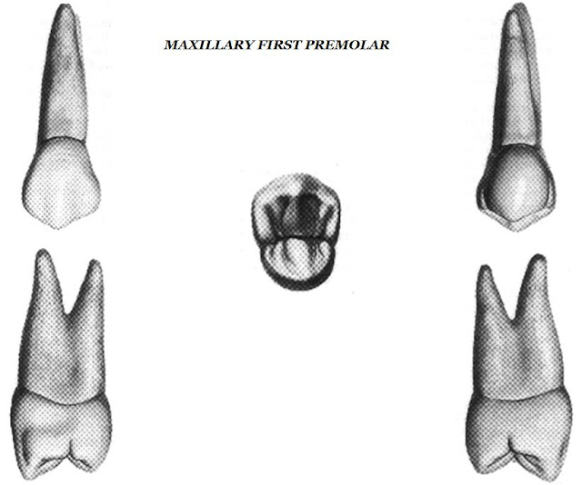 Dentistry lectures for MFDS/MJDF/NBDE/ORE: A Note on Dental Anatomy of ...