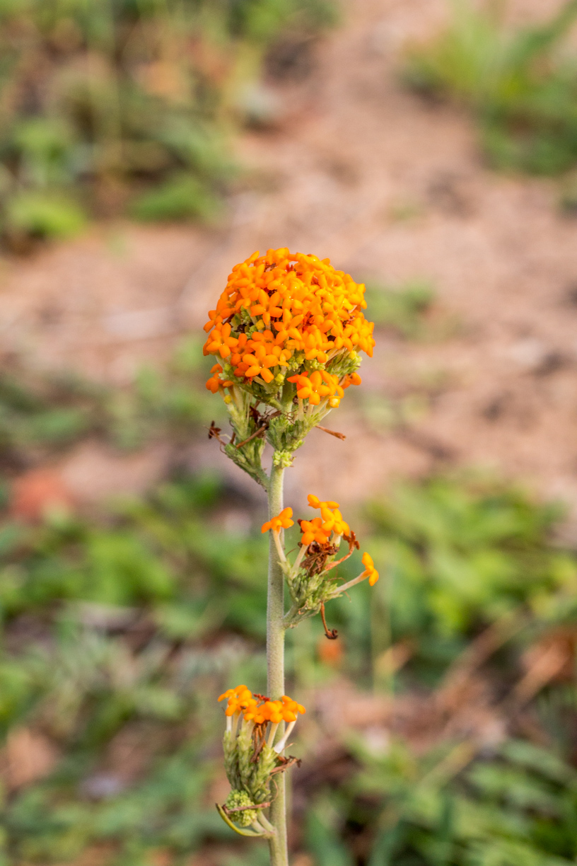 Pondoland C.R.E.W. Blog: August 2016