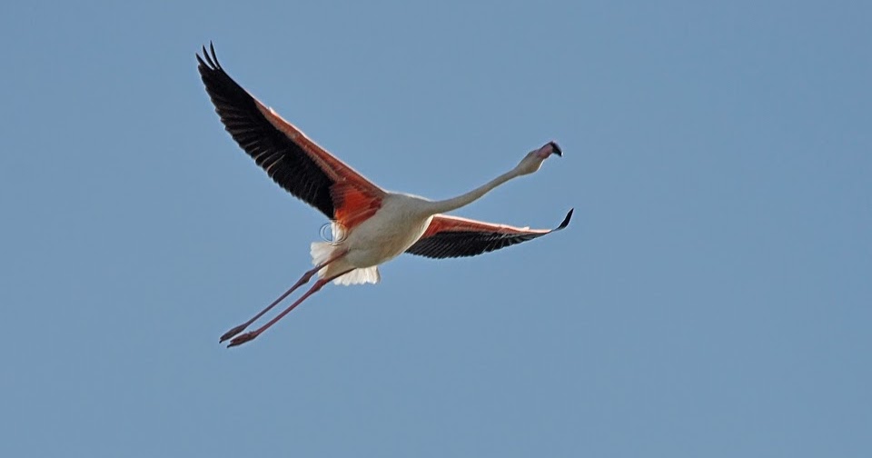 Perú, paraíso de las aves: The Andean Flamenco or parihuana in Peruvian ...
