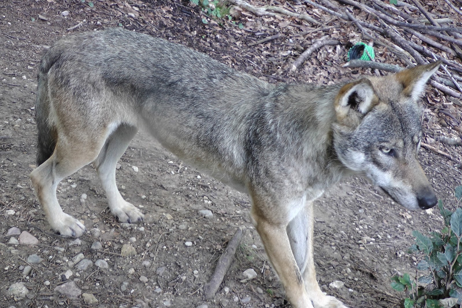 Associazione Gigaro88