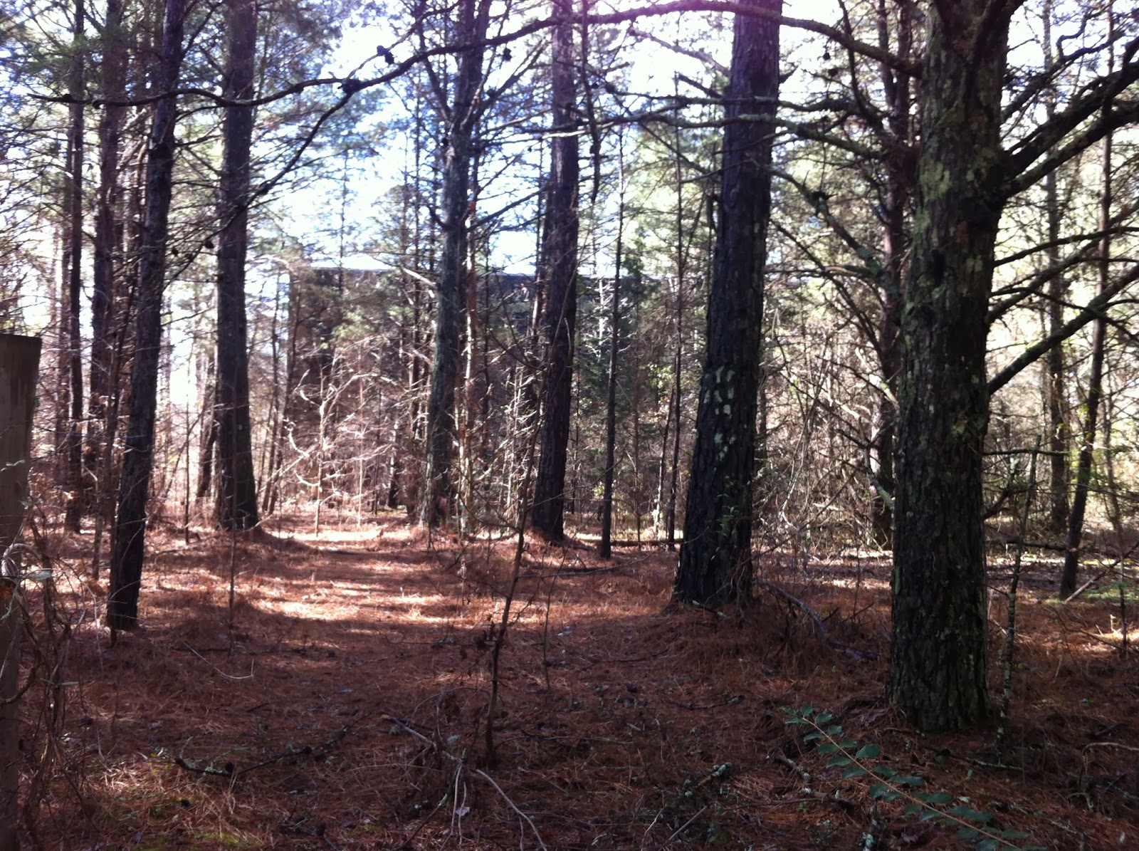 Our Fantastic Falcon Voyage: Dawson Forest WMA - Former Lockheed/US Air ...