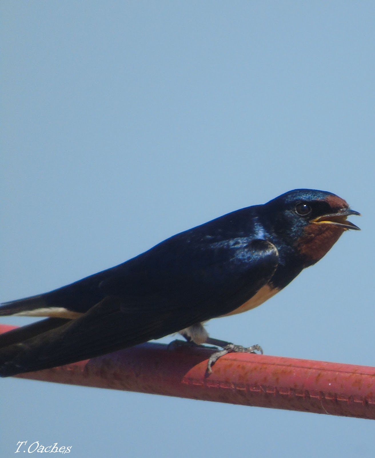 PASARI DIN ROMANIA: RANDUNICA, Hirundo rustica