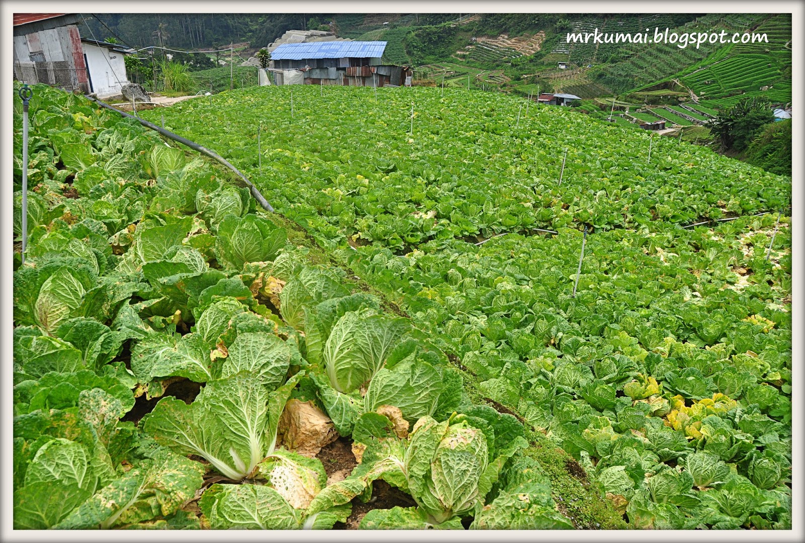 mrkumai.blogspot.com: Kebun Kubis Bunga di Cameron Highlands