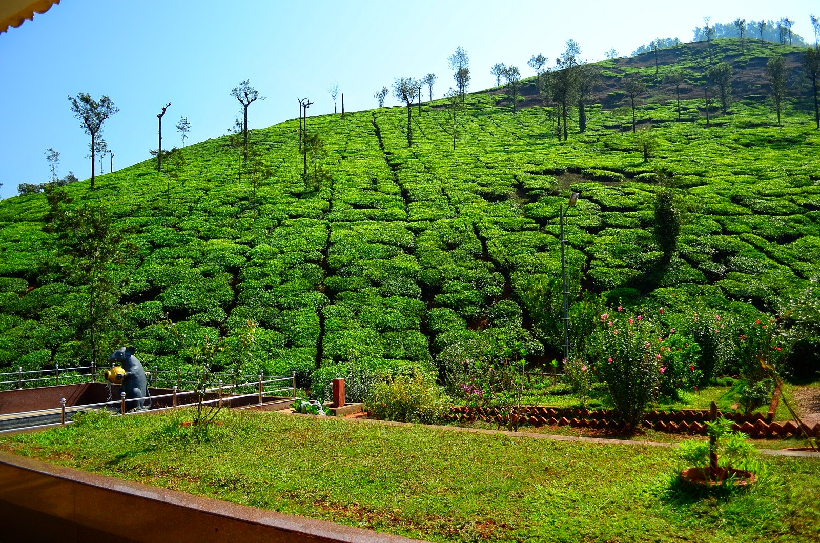 Sharath Hassan A Travelling Photographer: Samse Tea Estate near ...