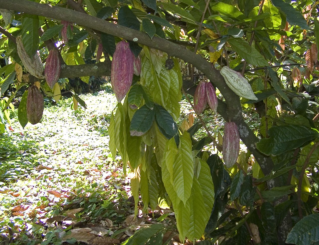 CACAO CULTURE IN THE PHILIPPINES. part 8