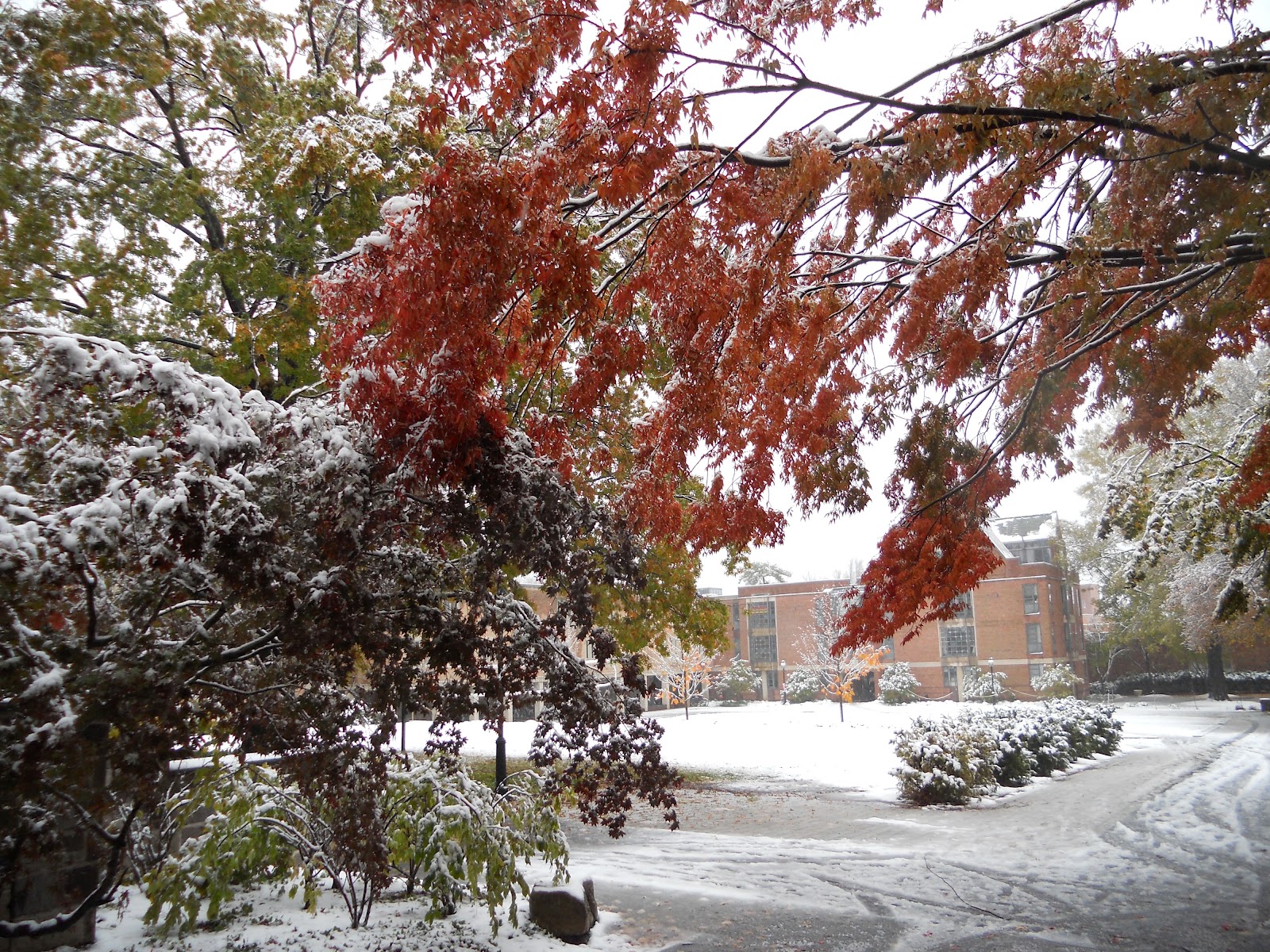 Nature Photography: First Snow at Princeton
