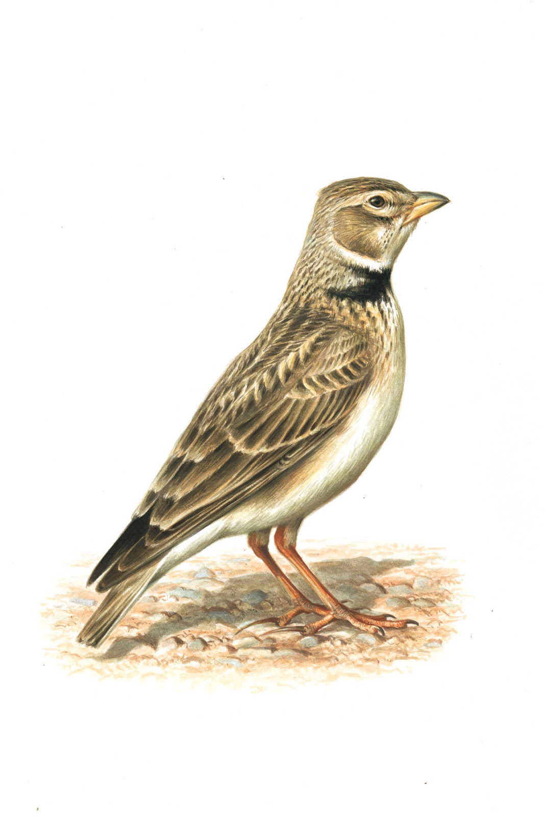 New illustrations for the European breeding bird atlas 2