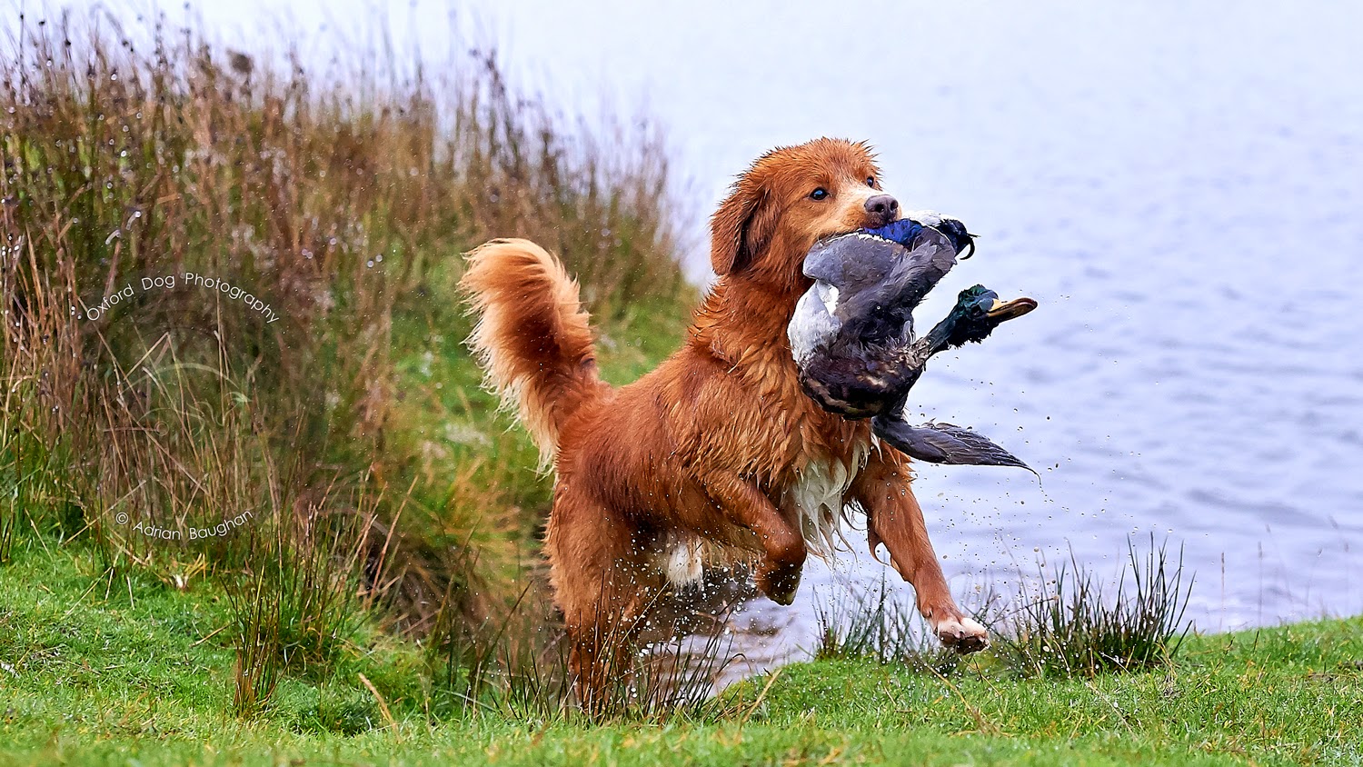 What Is A Working Gun Dog