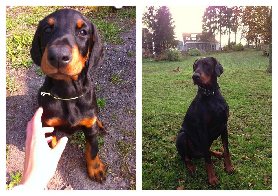 An Ache For The Distance : Growing Up - Doberman Style