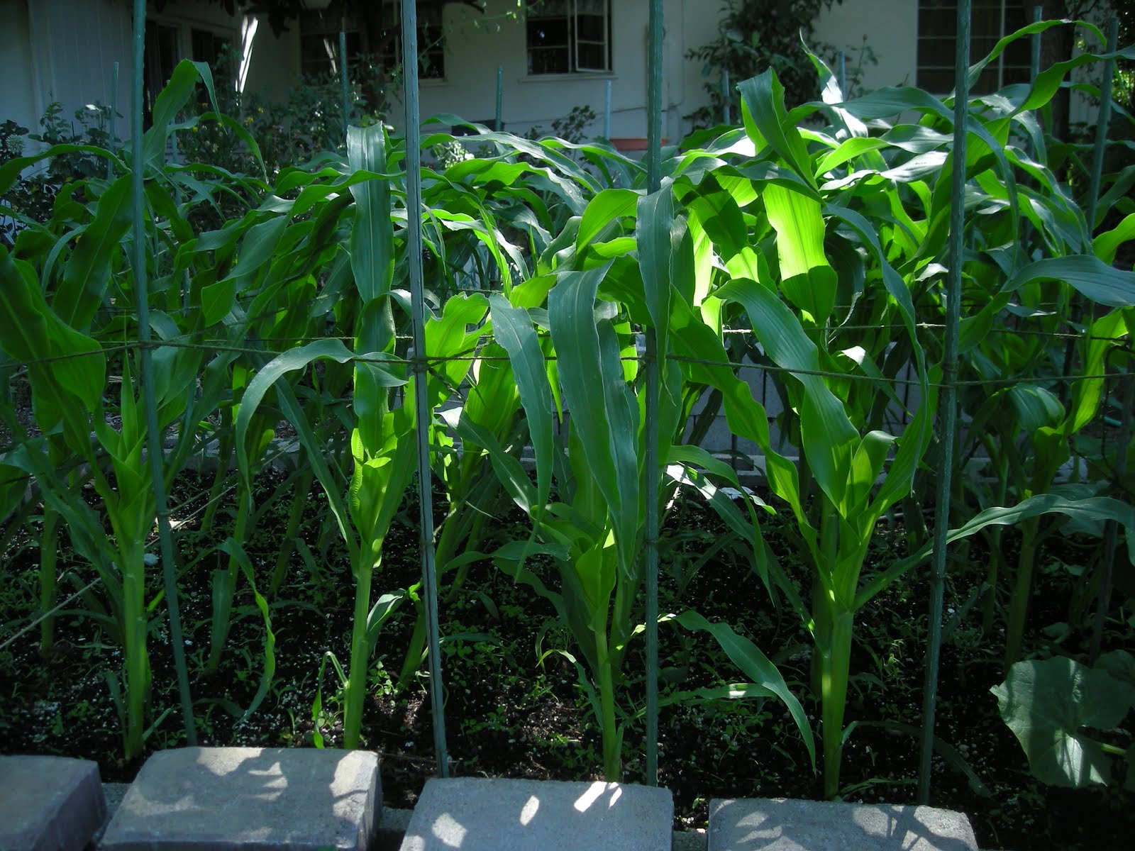 Laure's Gardens: Corn Lodging in the Home Garden