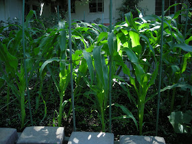 Laure's Gardens: Corn Lodging in the Home Garden