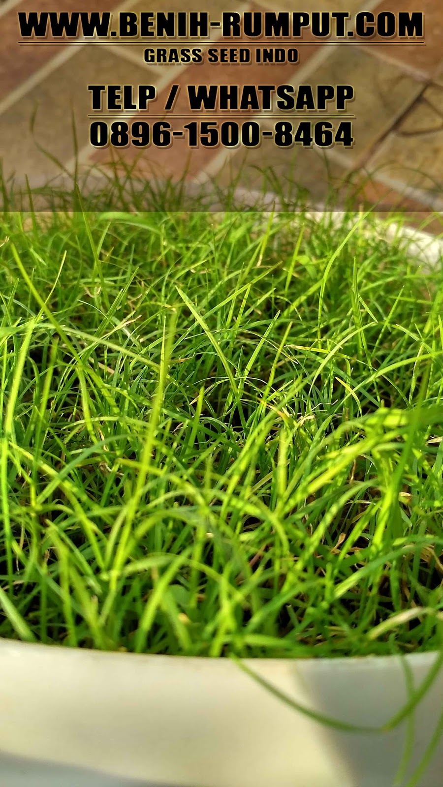 BENIH RUMPUT,BIJI RUMPUT JUAL PERKG - TOKO BENIH RUMPUT