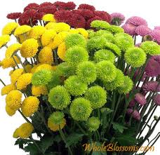 FLOWERS ENCYCLOPAEDIA: button pom flowers