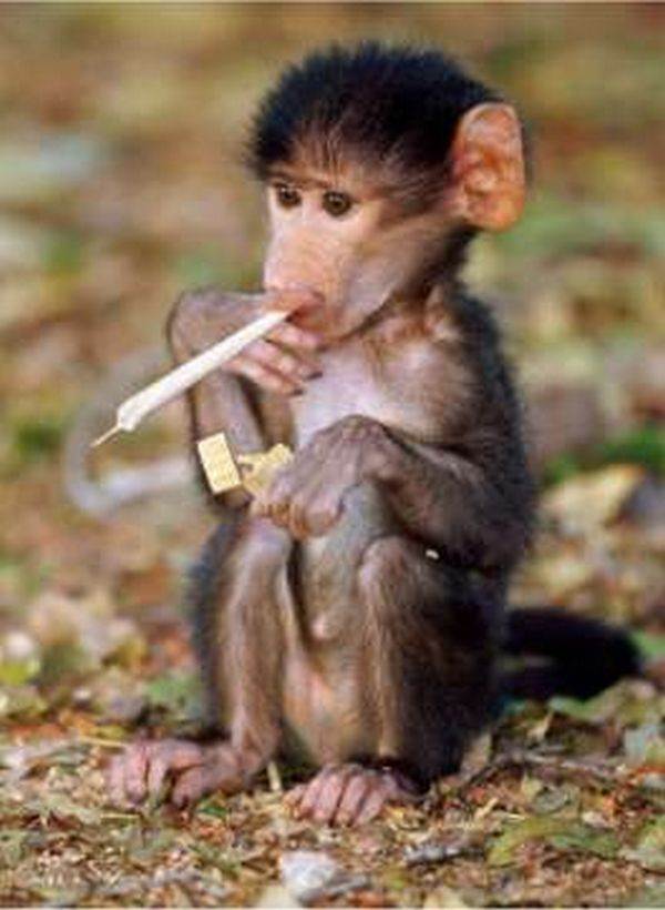 Top 10 Funny Animal Smoking Pictures | Funny Collection World