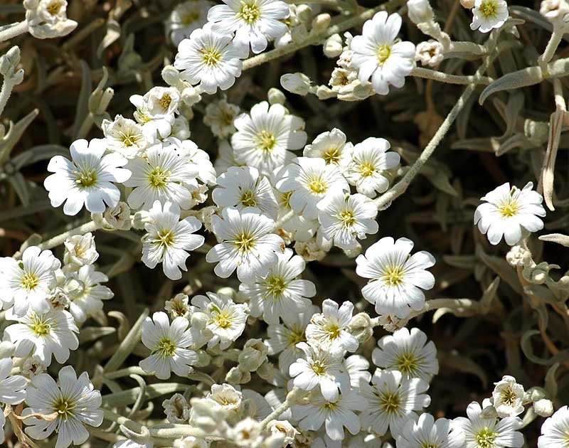 Flora hellenica: Cerastium candidissimum