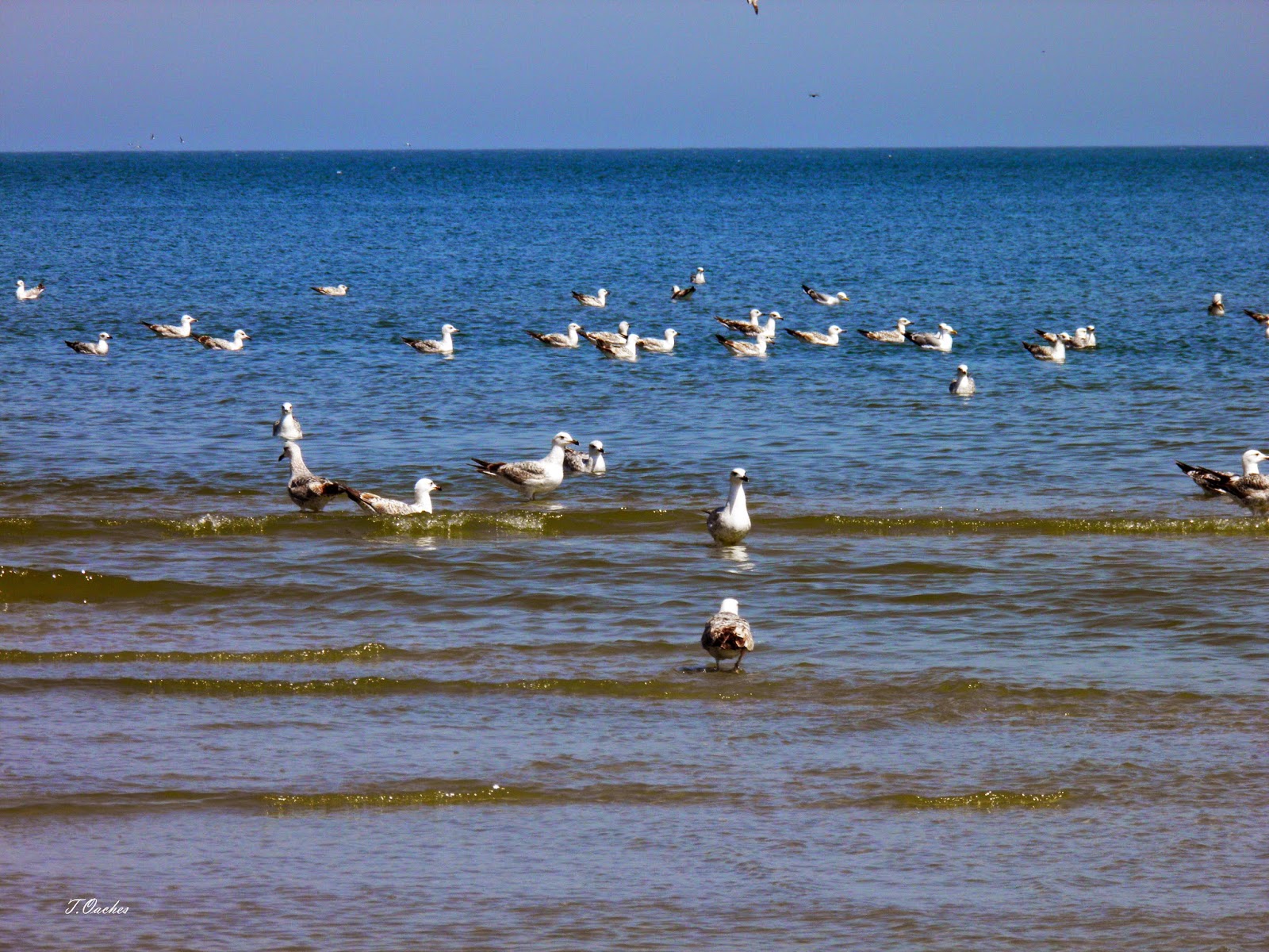 PASARI DIN ROMANIA: PESCARUS CU PICIOARE GALBENE, Larus michahellis
