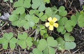 Khasiat dan Manfaat Semanggi Gunung (Calincing) untuk Hepatitis Kronis ...