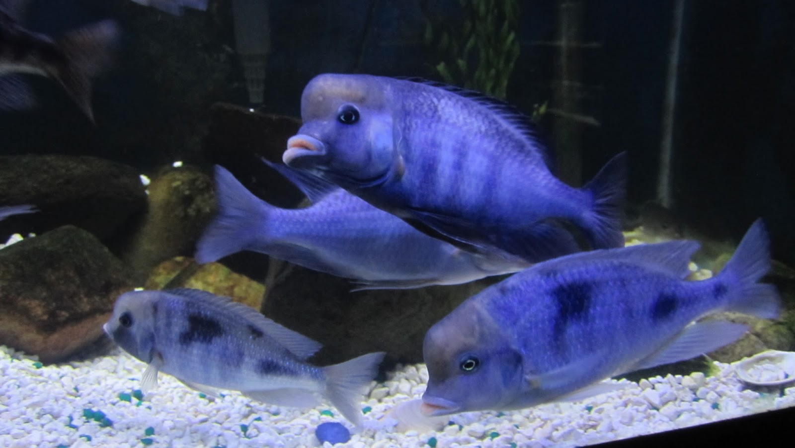 Peces y plantas ornamentales: Cyrtocara moorii - Delfín azul del Malawi