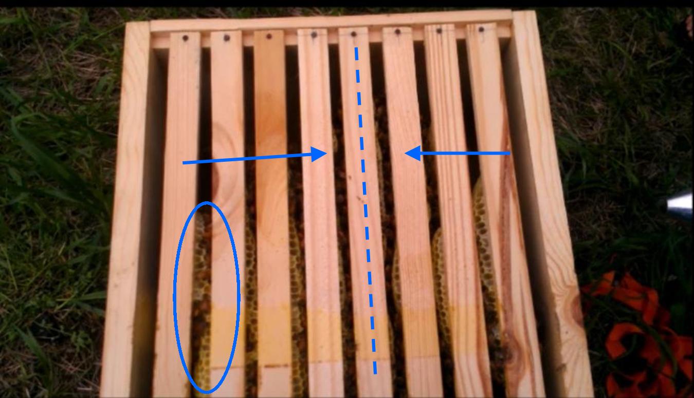 Top Bar Bees MN: Inspection 16 days after installation. Probably the ...