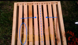 Top Bar Bees MN: Inspection 16 days after installation. Probably the ...