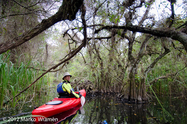 Curiosity as a lifestyle: Kayaking in the Everglades swamps