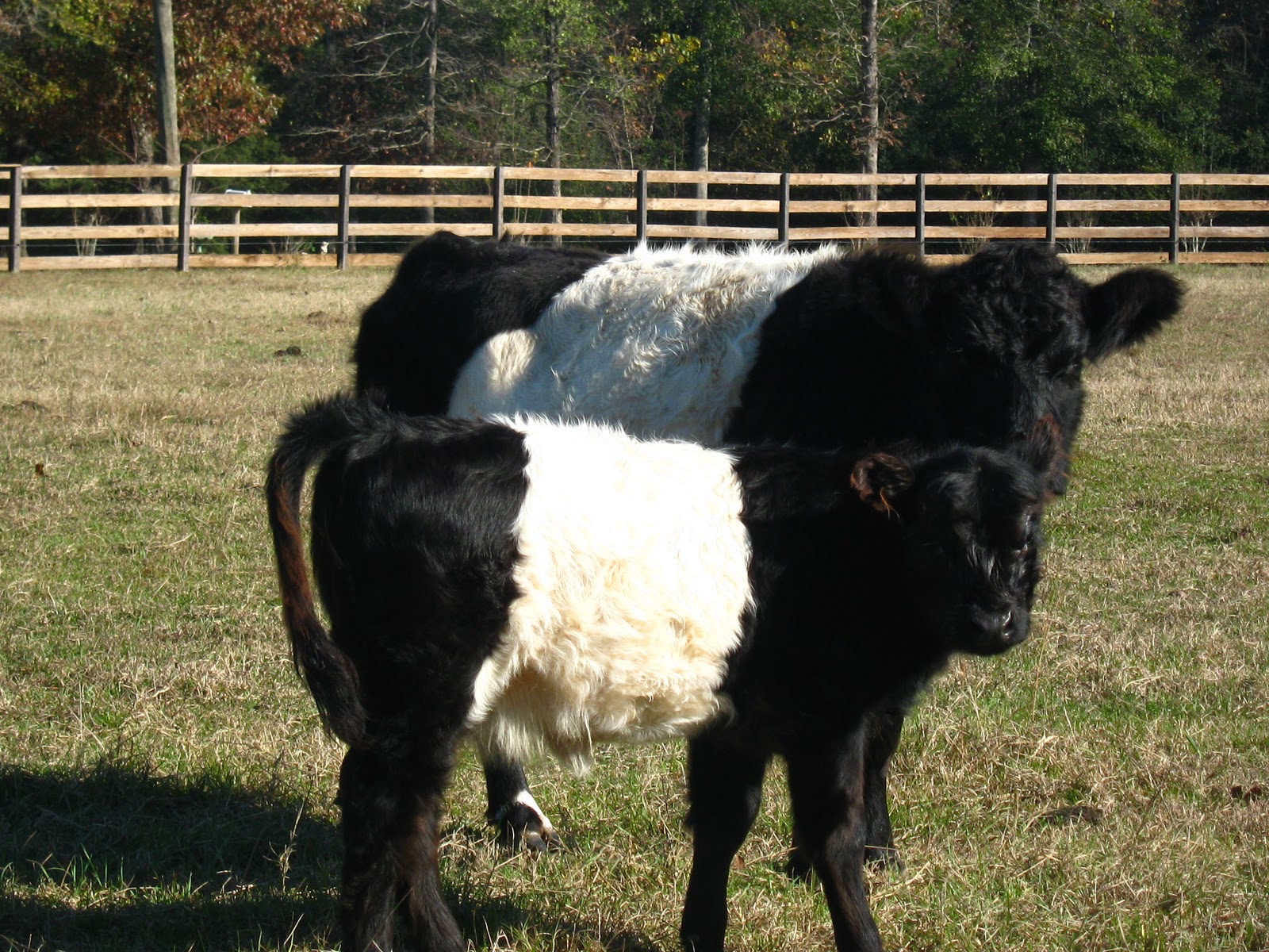 Cypress Hill Farm: missing blogland