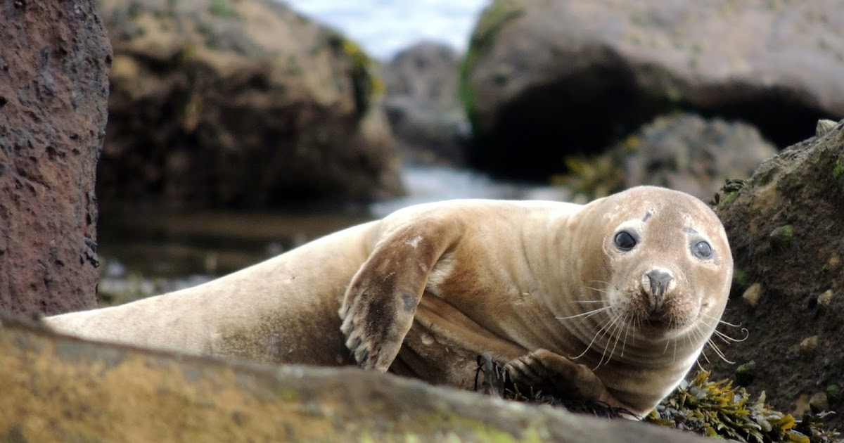 About a Brook: Postcard from Ravenscar