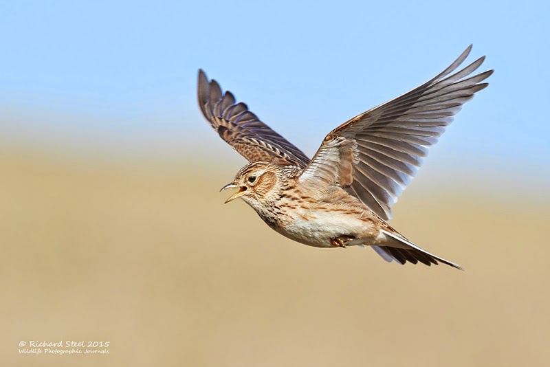 Wildlife Photographic Journals: Up with the Larks