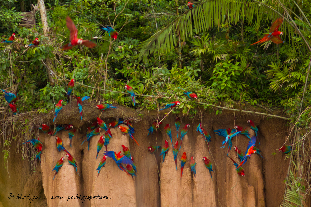 mis fotos de aves: Collpas en el río tambopata