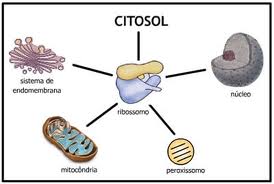 Las Organelas: Citosol