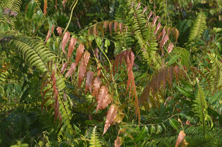 Bicara Mentari: PUCUK NIDING DAUN PAKU MERAH