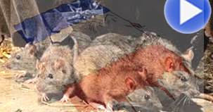 FOR SALE: French Assault Rifles... ~ halls of macadamia