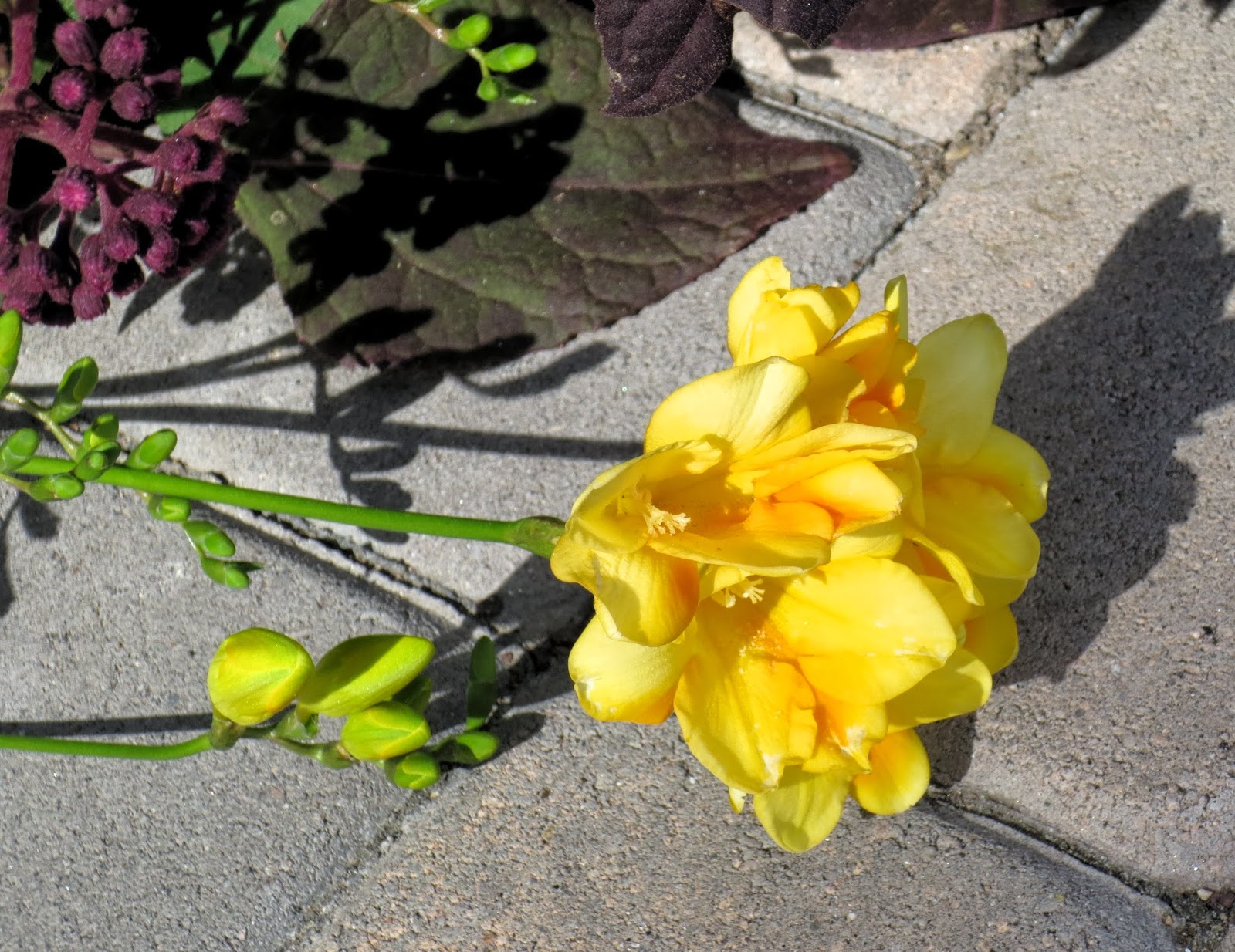 Late to the Garden Party: Droopy Daffodils and Floppy Freesia